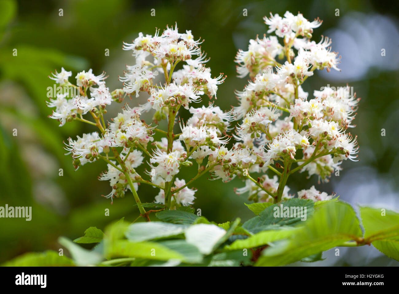 Chestnut blooms hi-res stock photography and images - Alamy