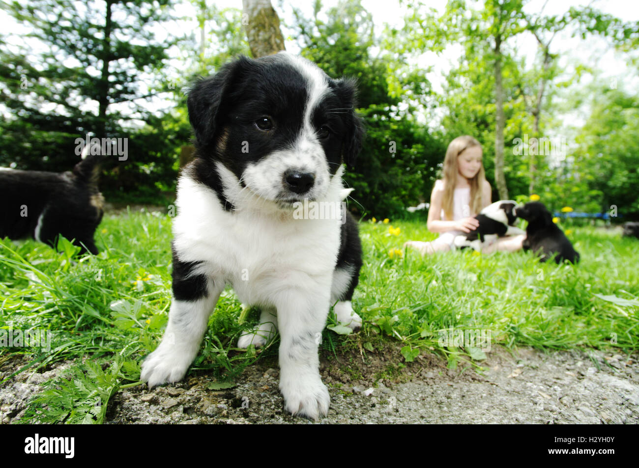 6 puppies outside hi-res stock photography and images - Alamy
