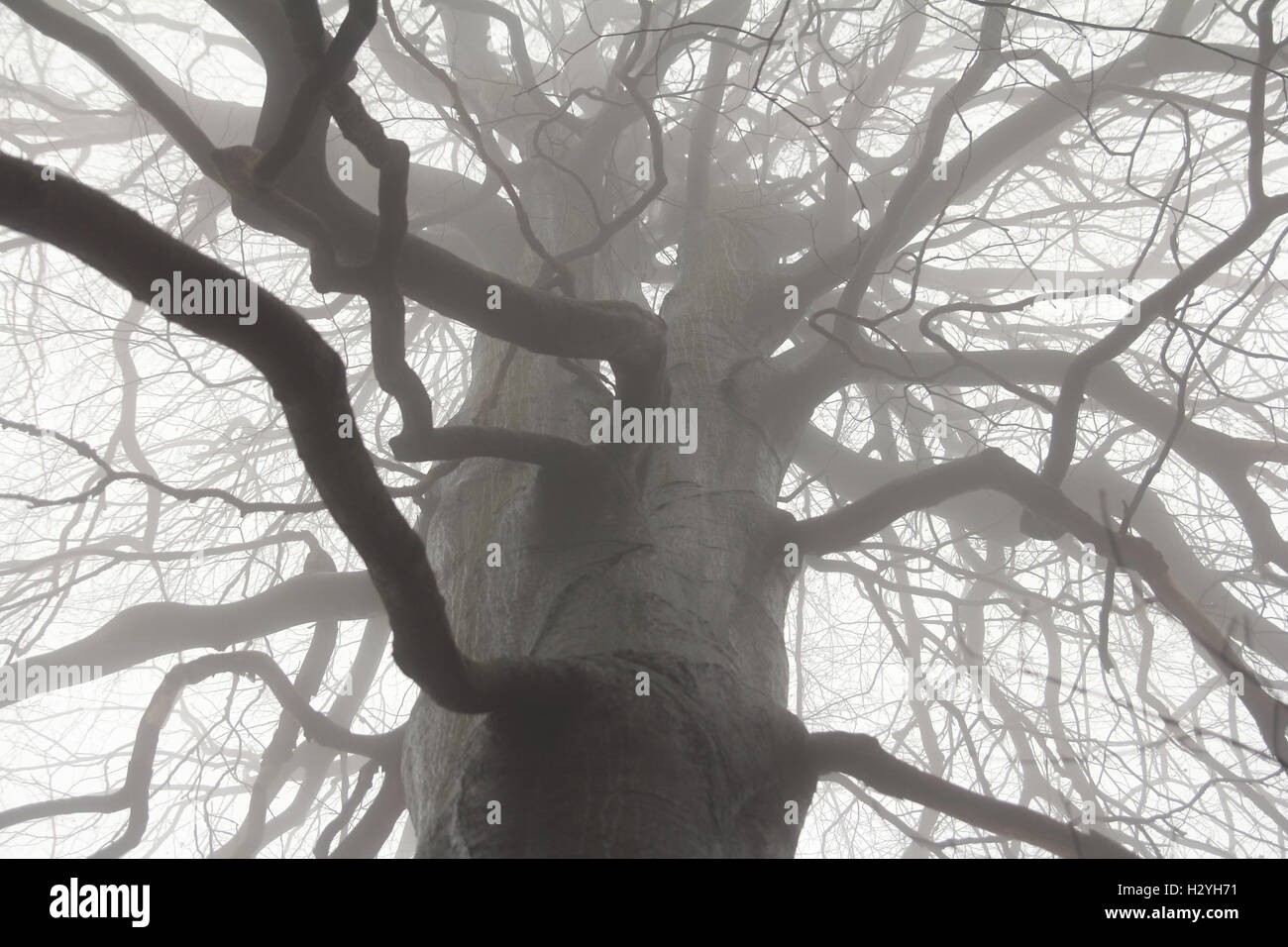 spooky tree branches in winter forest Stock Photo - Alamy