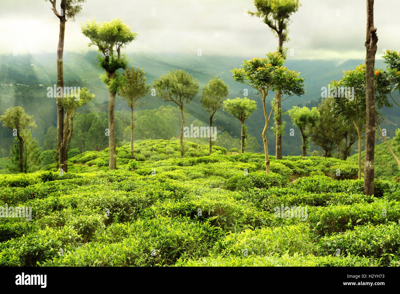 Tea trees hi-res stock photography and images - Alamy