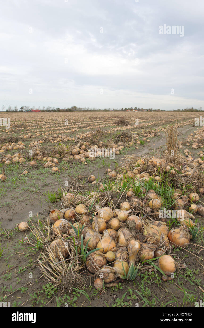 Onions in the fields Stock Photo - Alamy