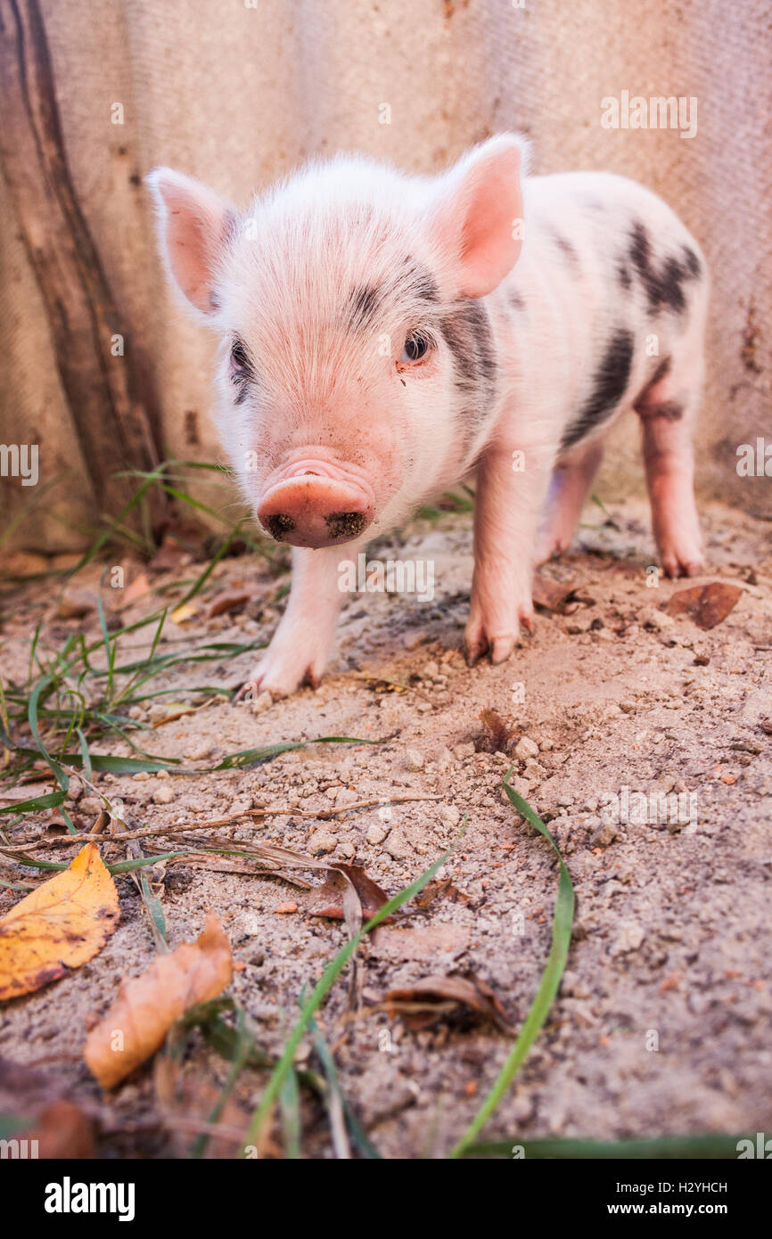 Close-up of a cute muddy piglet running around outdoors on the f Stock ...