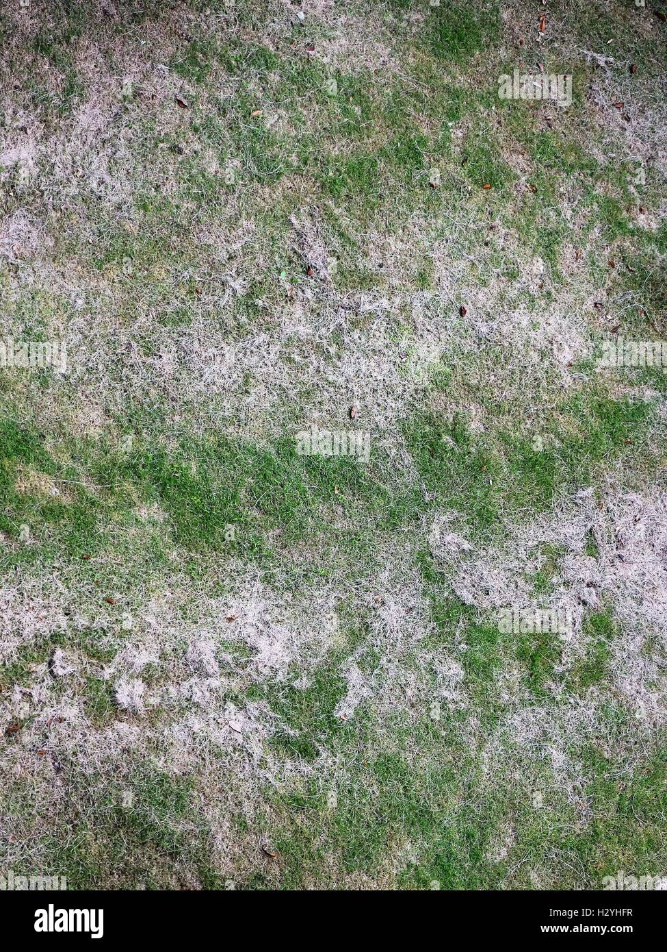 Grass above mud hi-res stock photography and images - Alamy