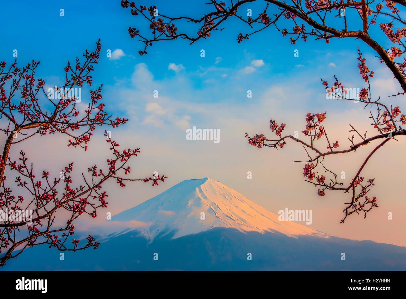 Mount fuji cherry tree hi-res stock photography and images - Alamy