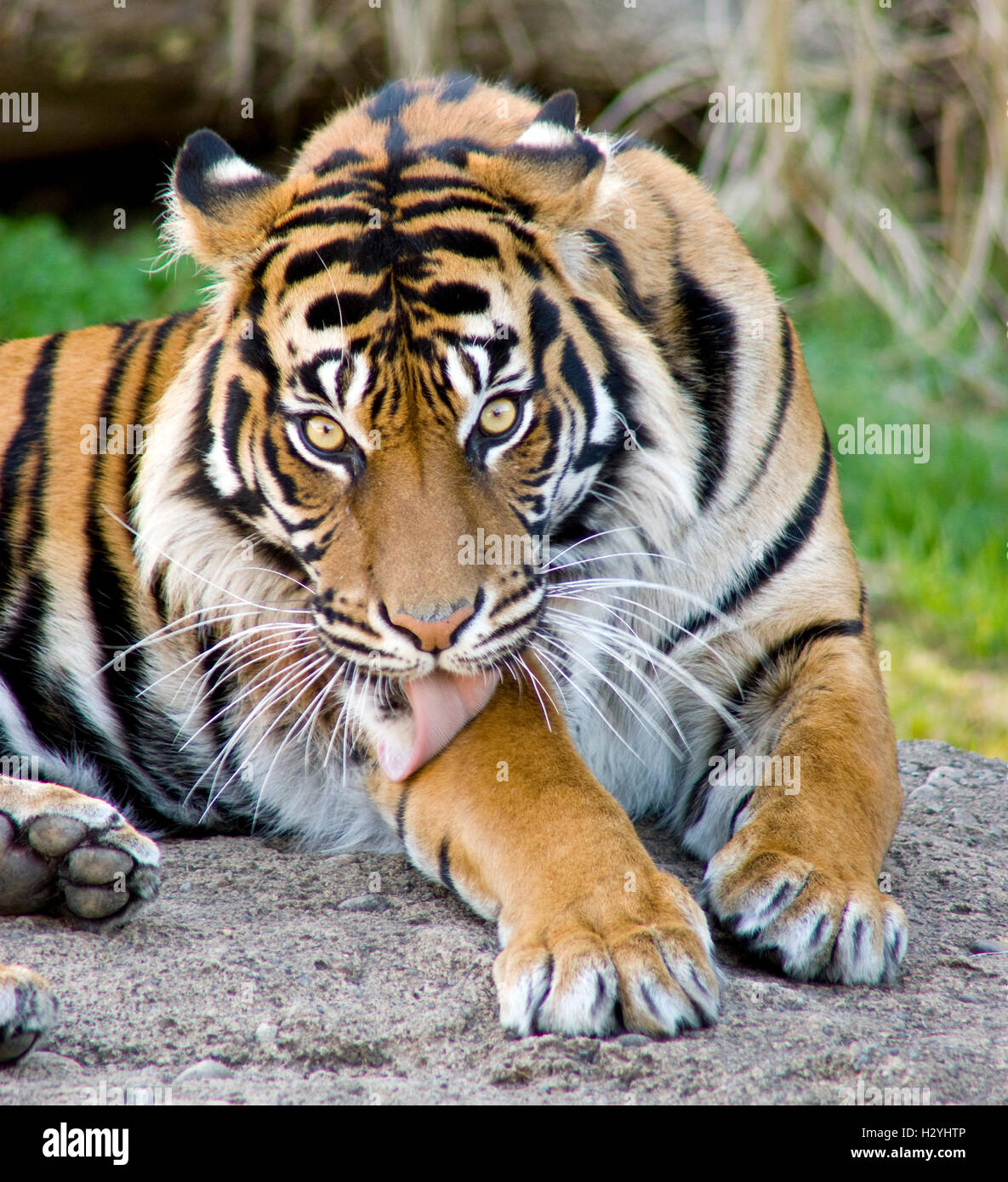 Tiger cleaning fur hi-res stock photography and images - Alamy