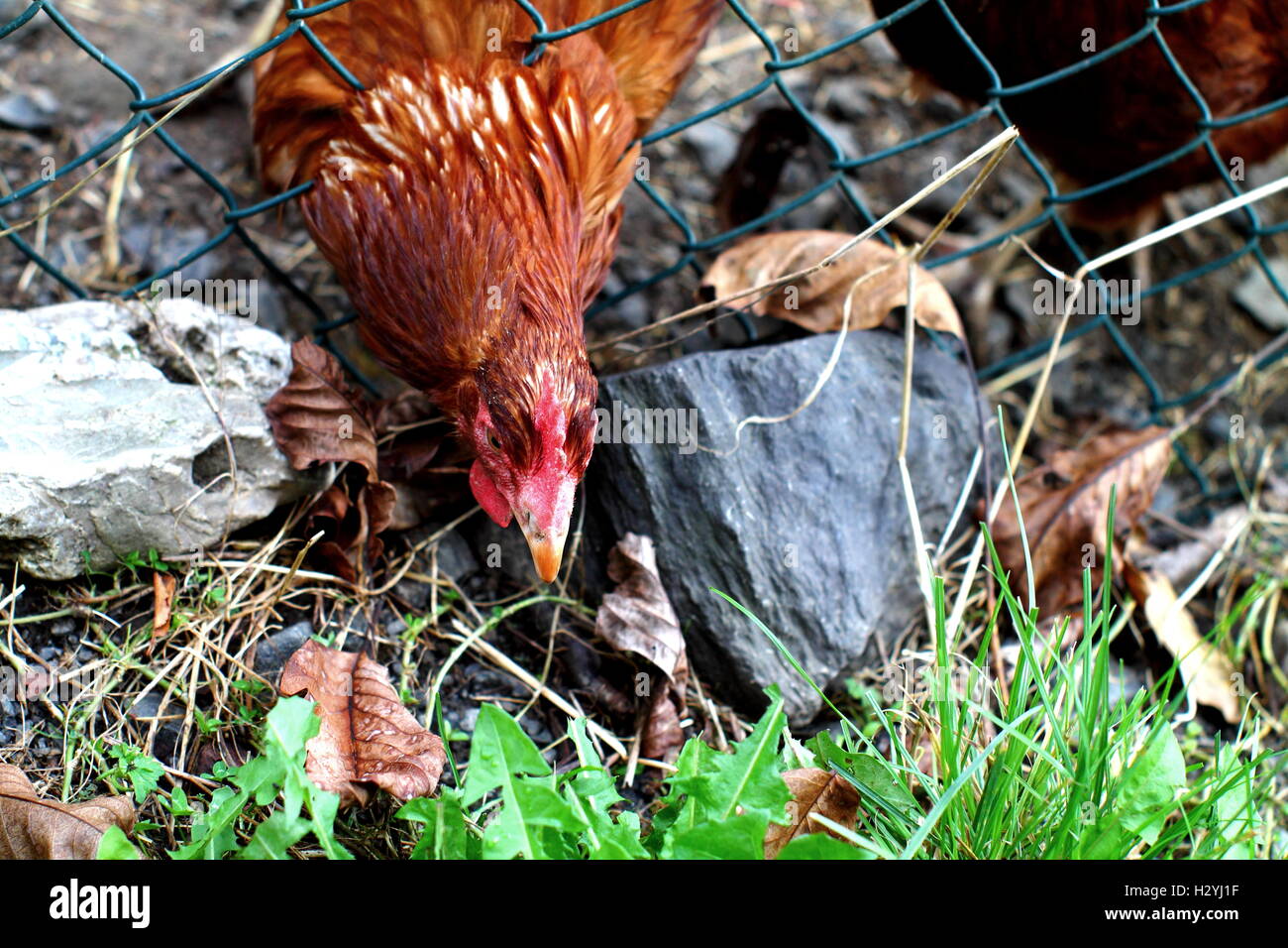 Red chicken breaking out from cage Stock Photo - Alamy