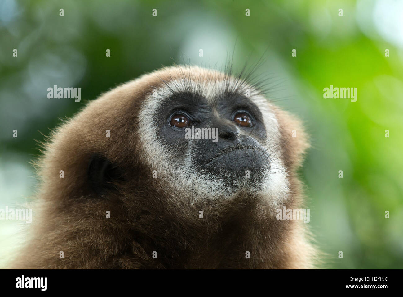 Mammal gibbon pileated hi-res stock photography and images - Alamy