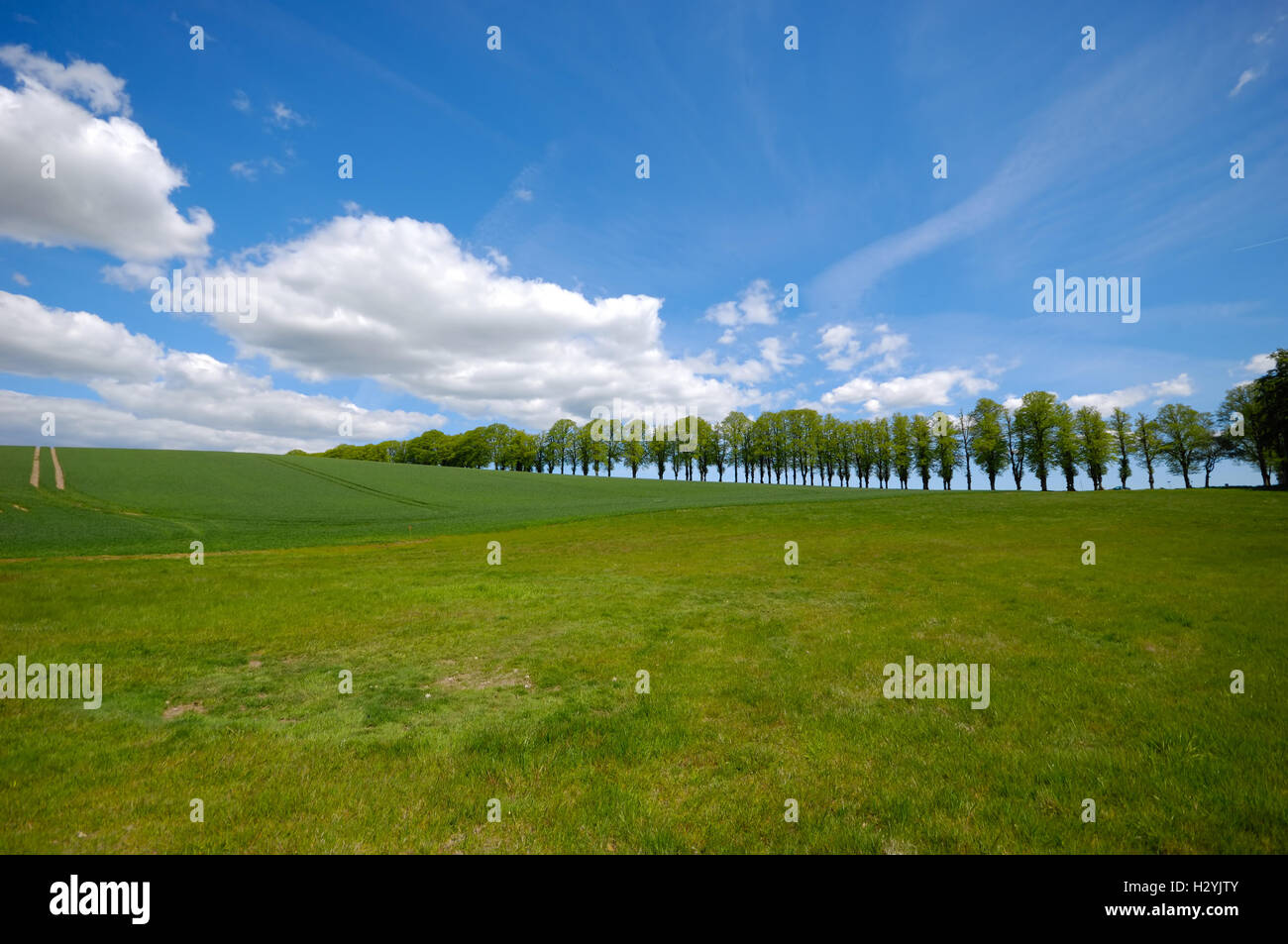 Trees on hill Stock Photo - Alamy