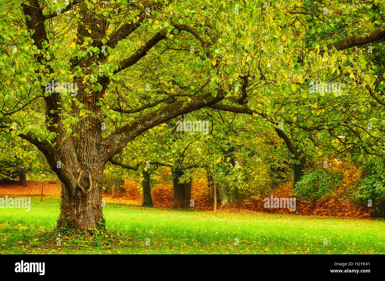 Tree in the park Stock Photo - Alamy