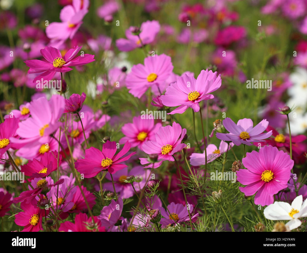 beautiful cosmos flower Stock Photo - Alamy