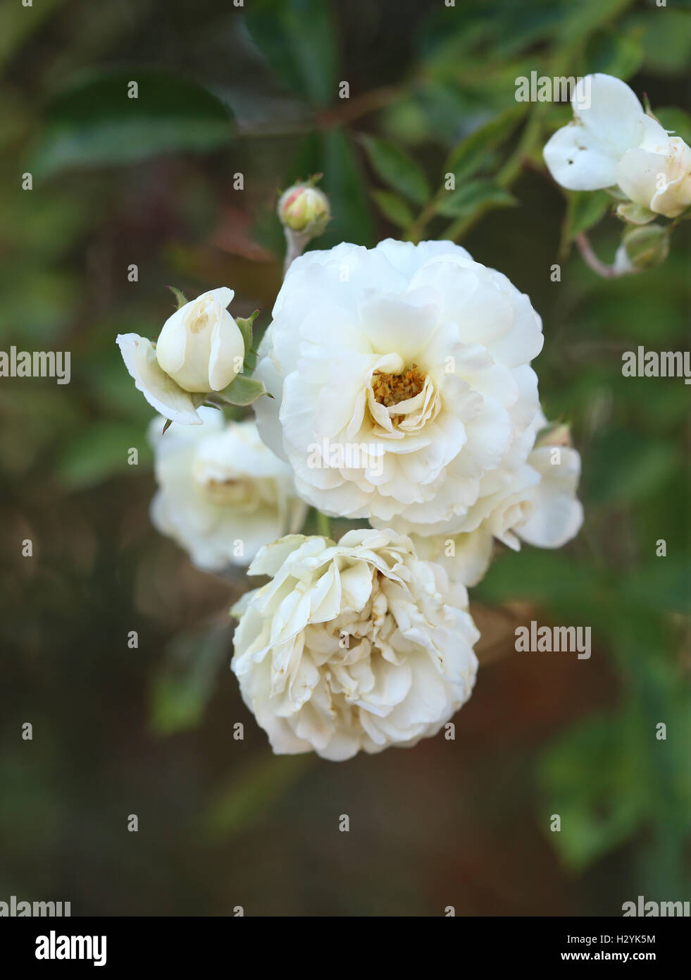 white jasmine flower Stock Photo - Alamy