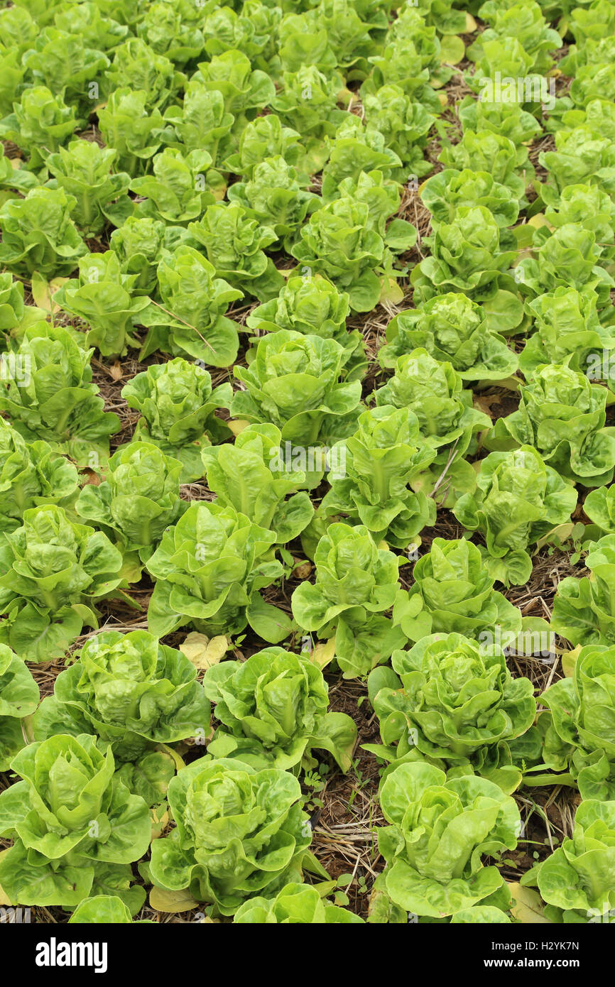 Butter head Lettuce Stock Photo - Alamy