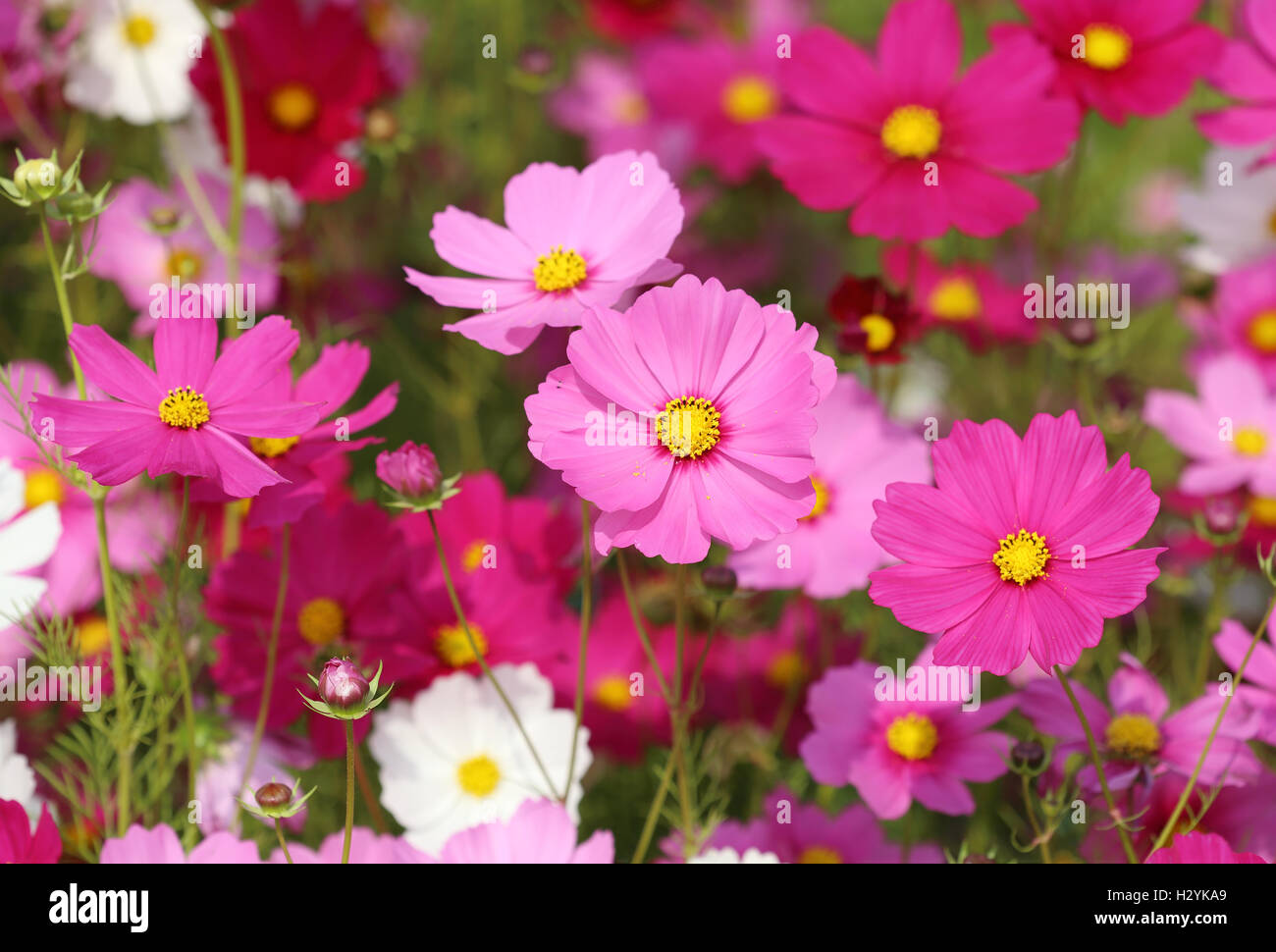 beautiful cosmos flower Stock Photo - Alamy