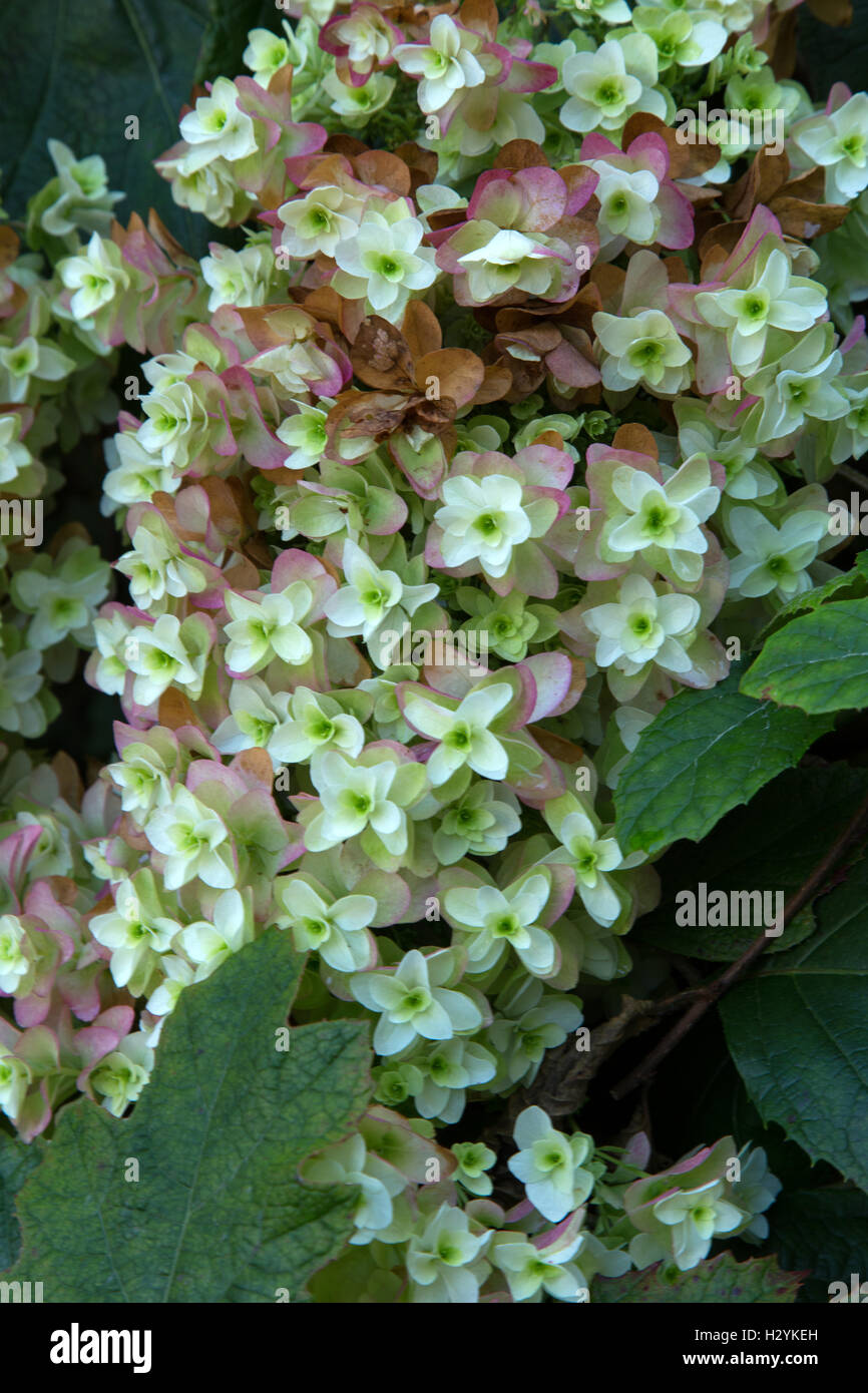 The petals of an oak leaf hydrangea begin to turn pink as autumn begins ...