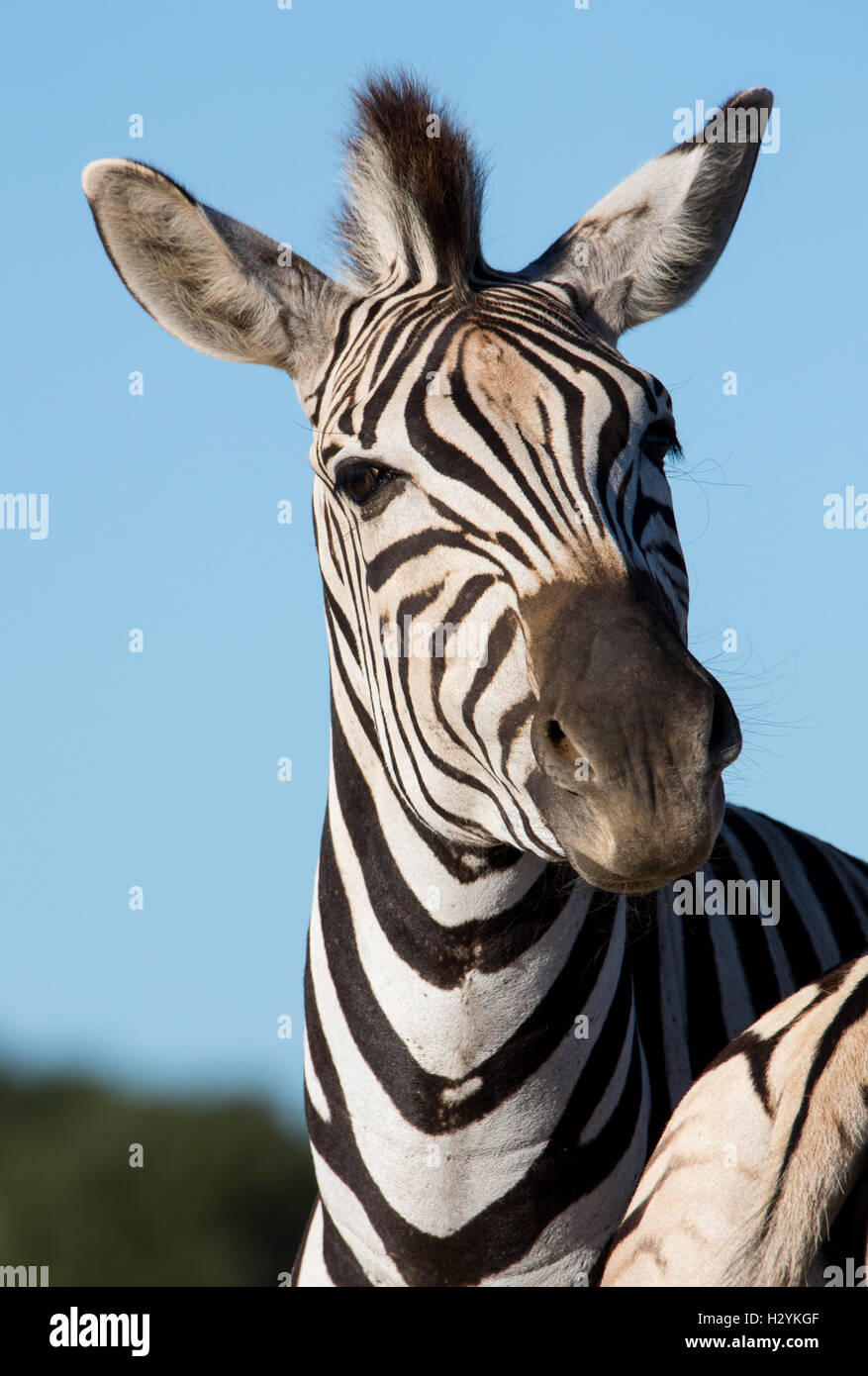 Zebra shadow hi-res stock photography and images - Alamy