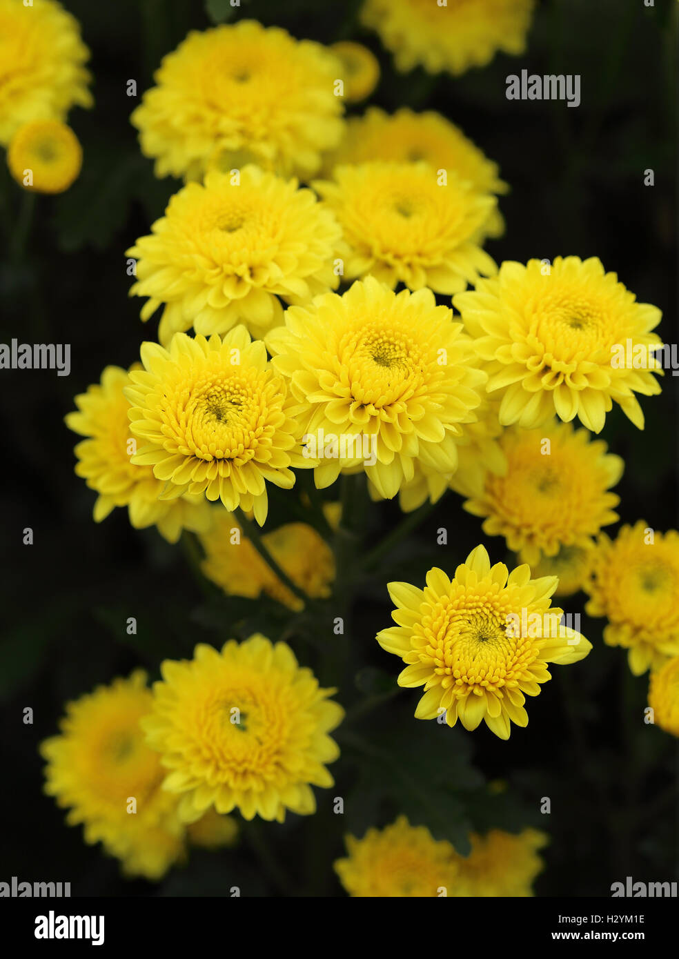 yellow chrysanthemums flowers Stock Photo - Alamy