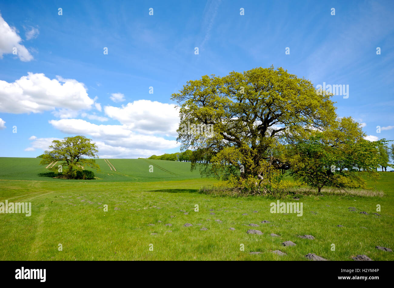 Tree on hill Stock Photo - Alamy
