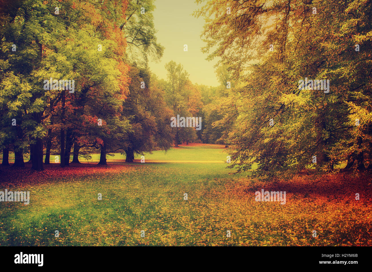 Autumn beautiful park Stock Photo - Alamy