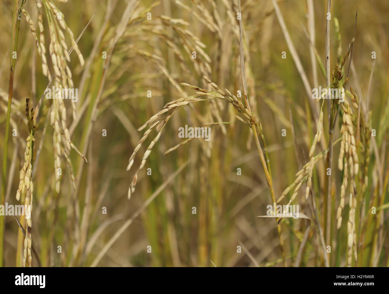 paddy rice field Stock Photo - Alamy