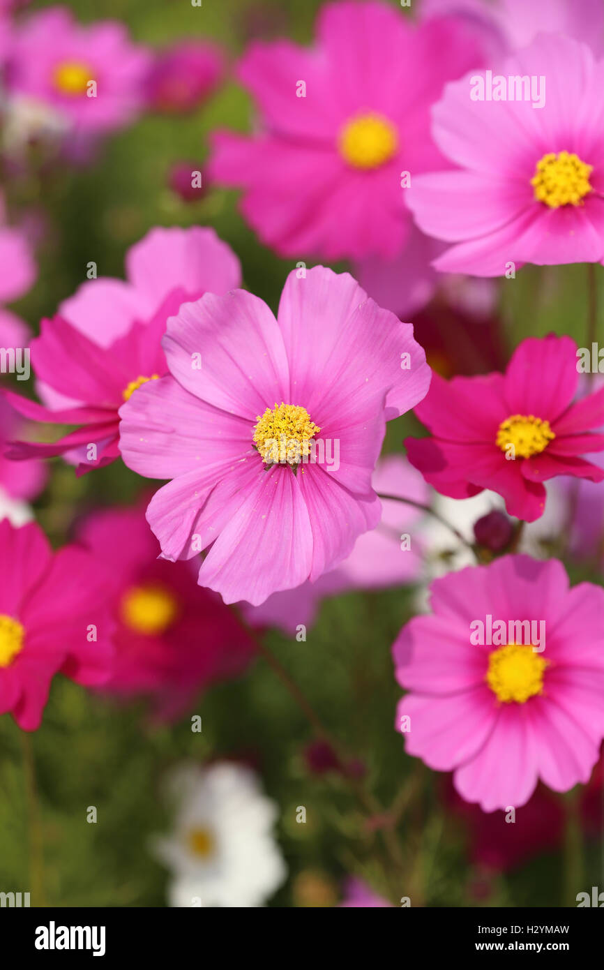 beautiful cosmos flower Stock Photo - Alamy