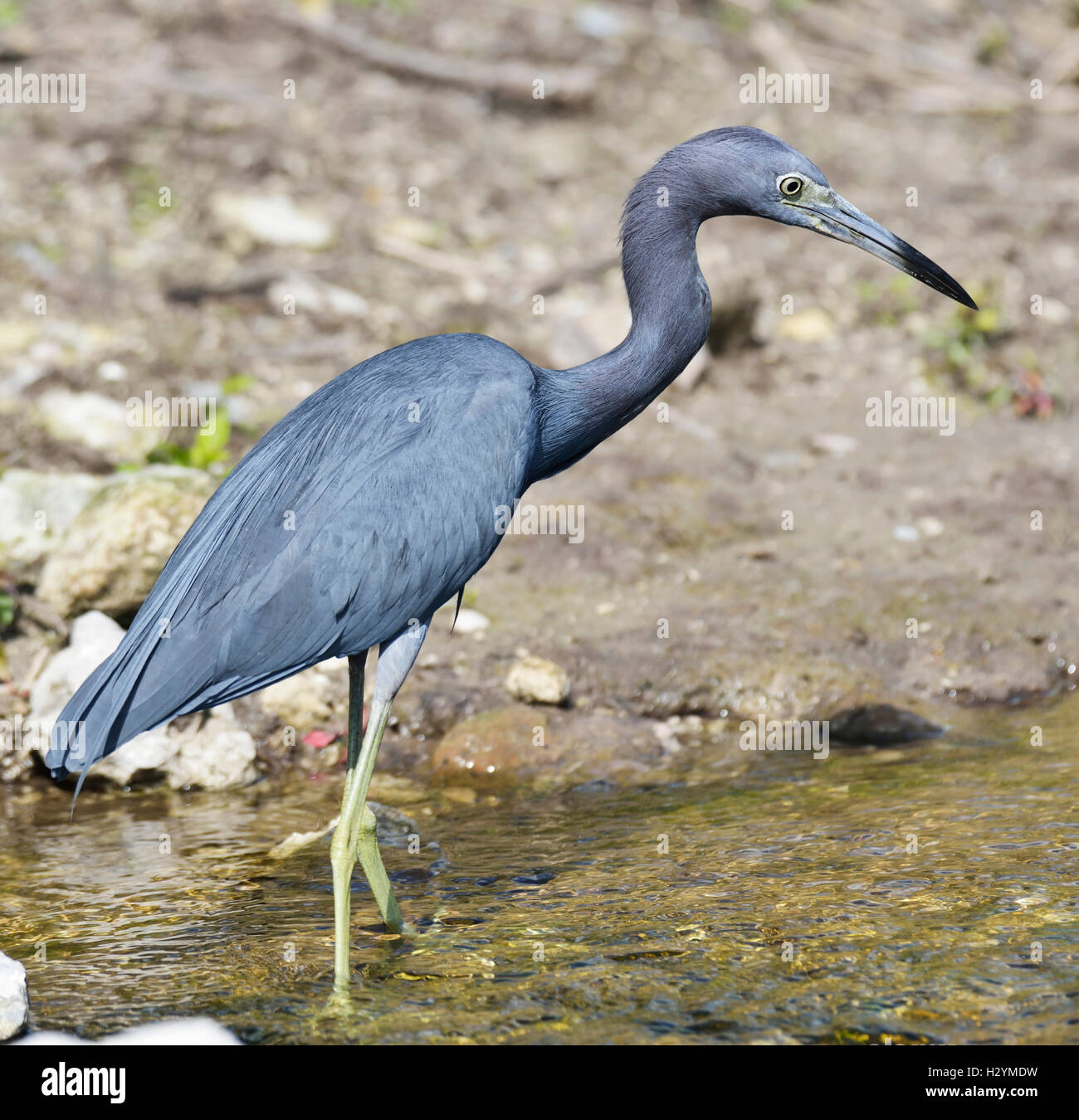 Little Blue Heron Stock Photo - Alamy