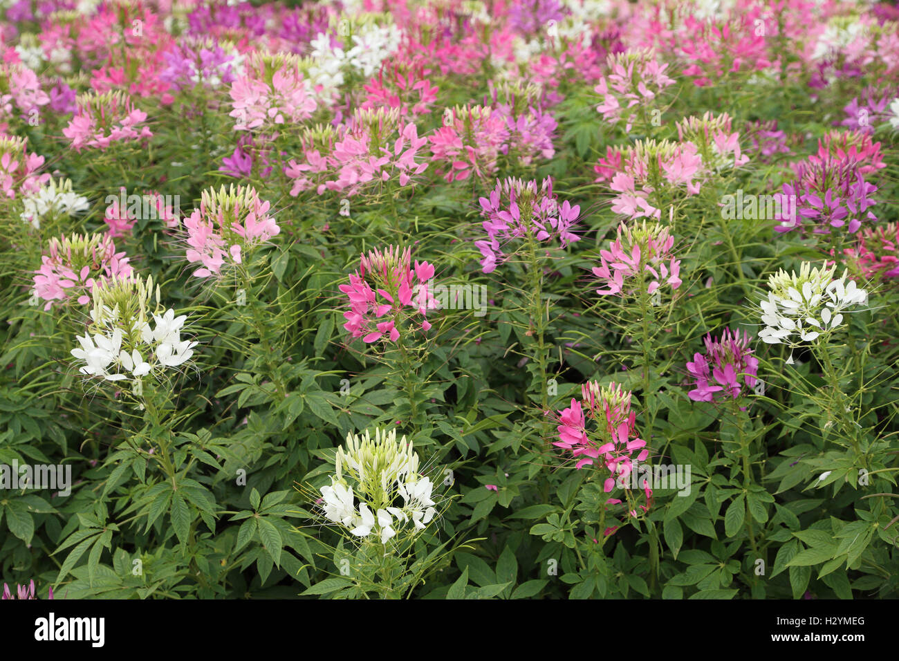 spider flower in bloom Stock Photo - Alamy