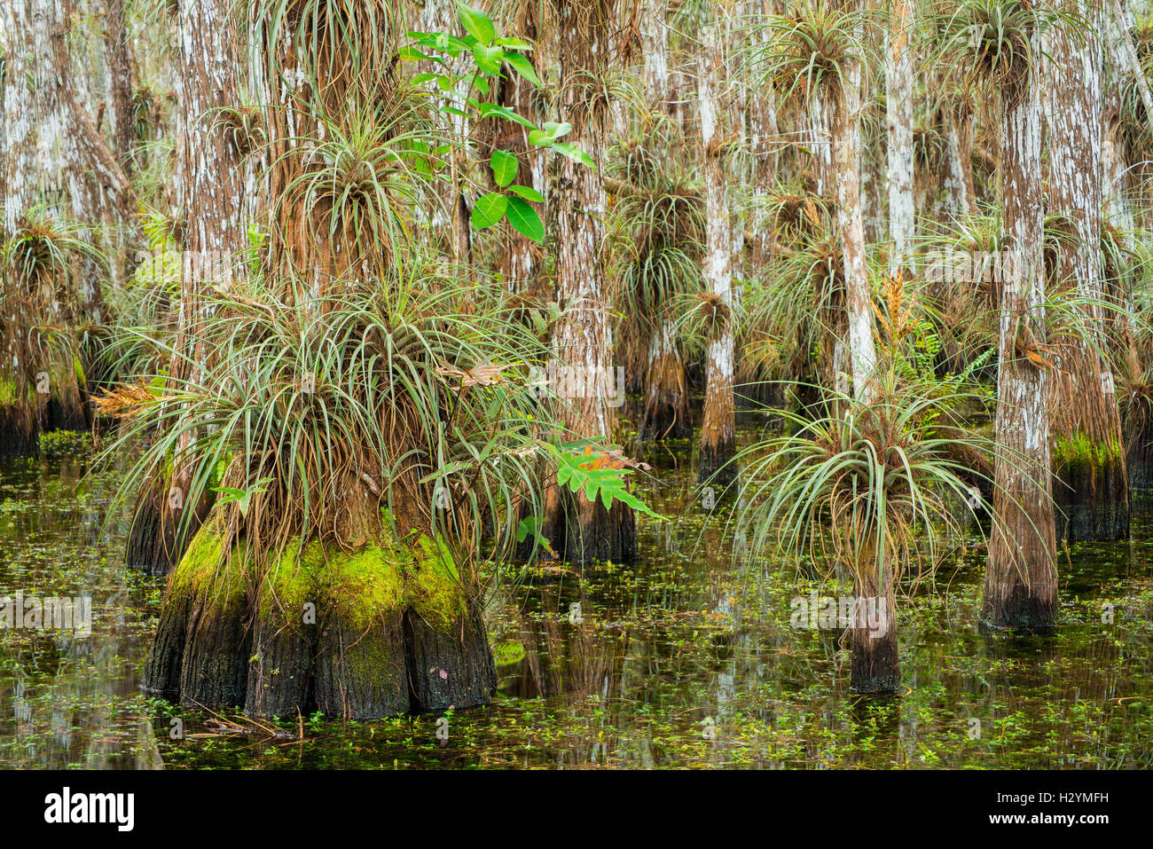 Rare tropical trees High Resolution Stock Photography and Images - Alamy