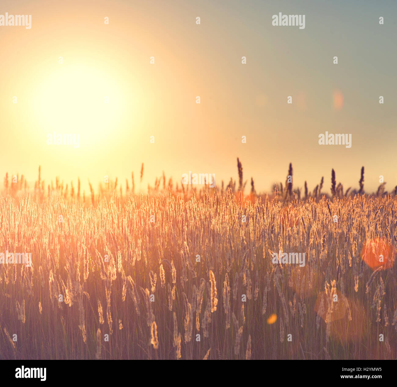 Field. Rural Landscape under Shining Sunlight Stock Photo - Alamy