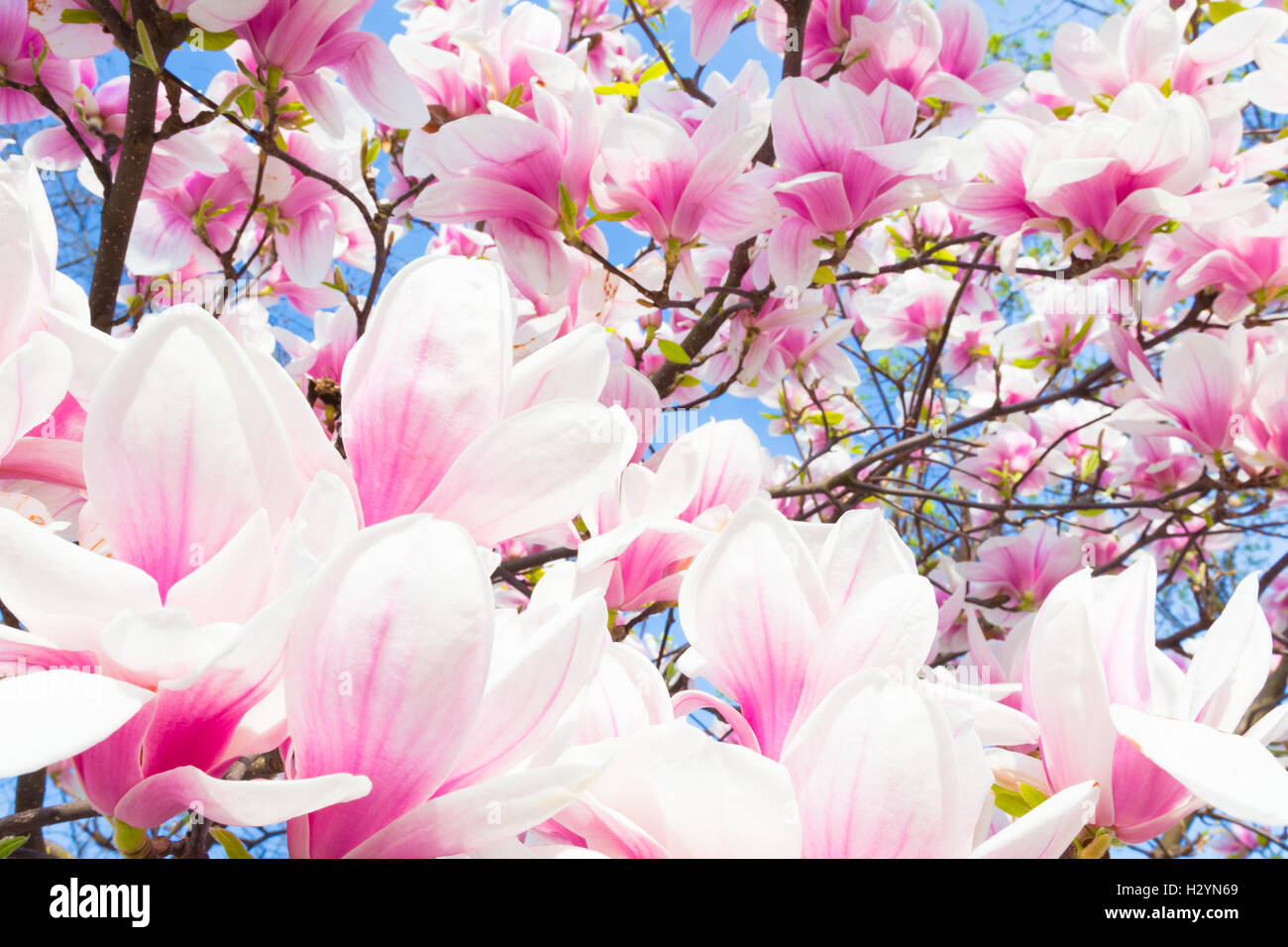 Magnolia tree blossom Stock Photo - Alamy