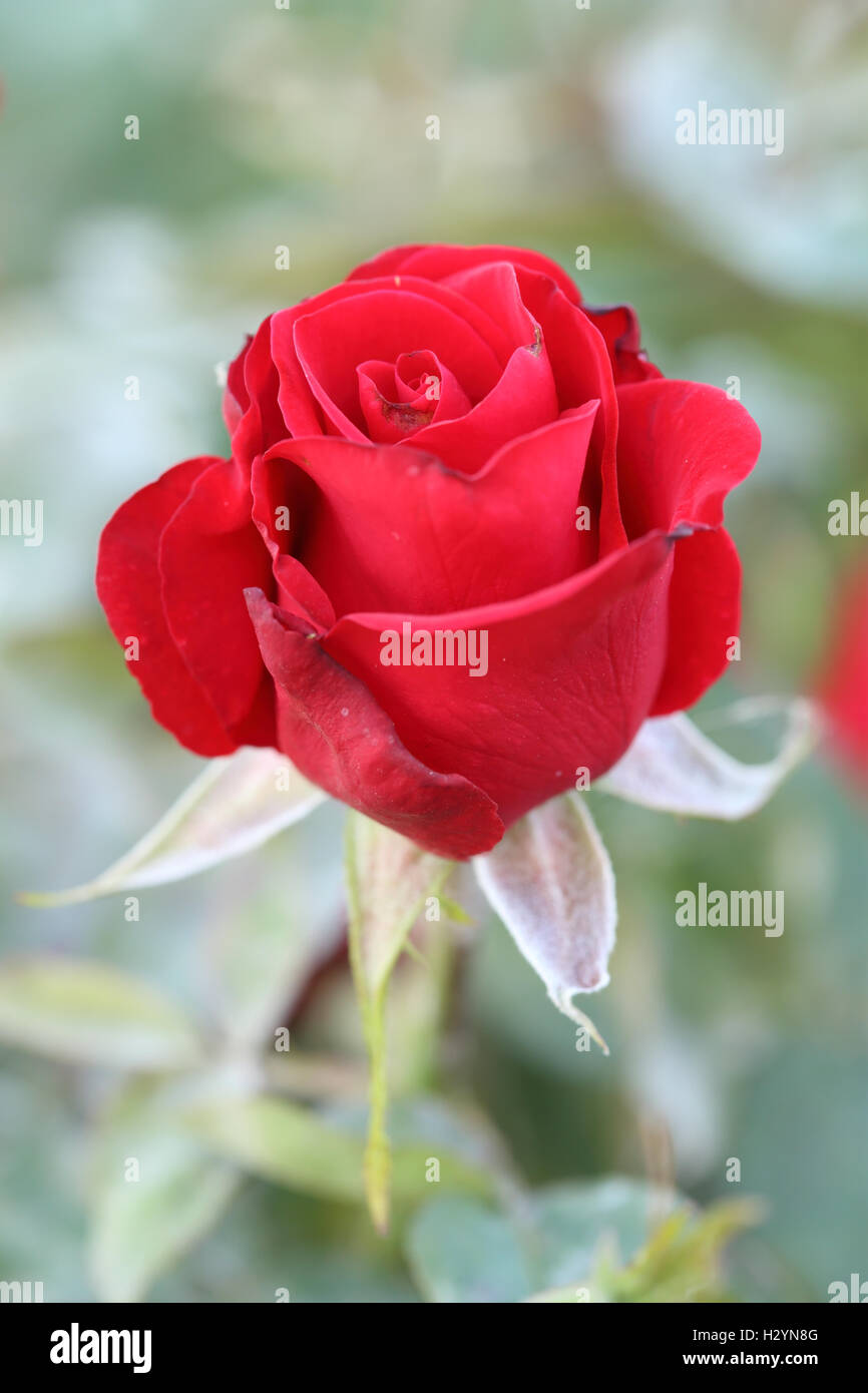 red rose flower in plant Stock Photo - Alamy