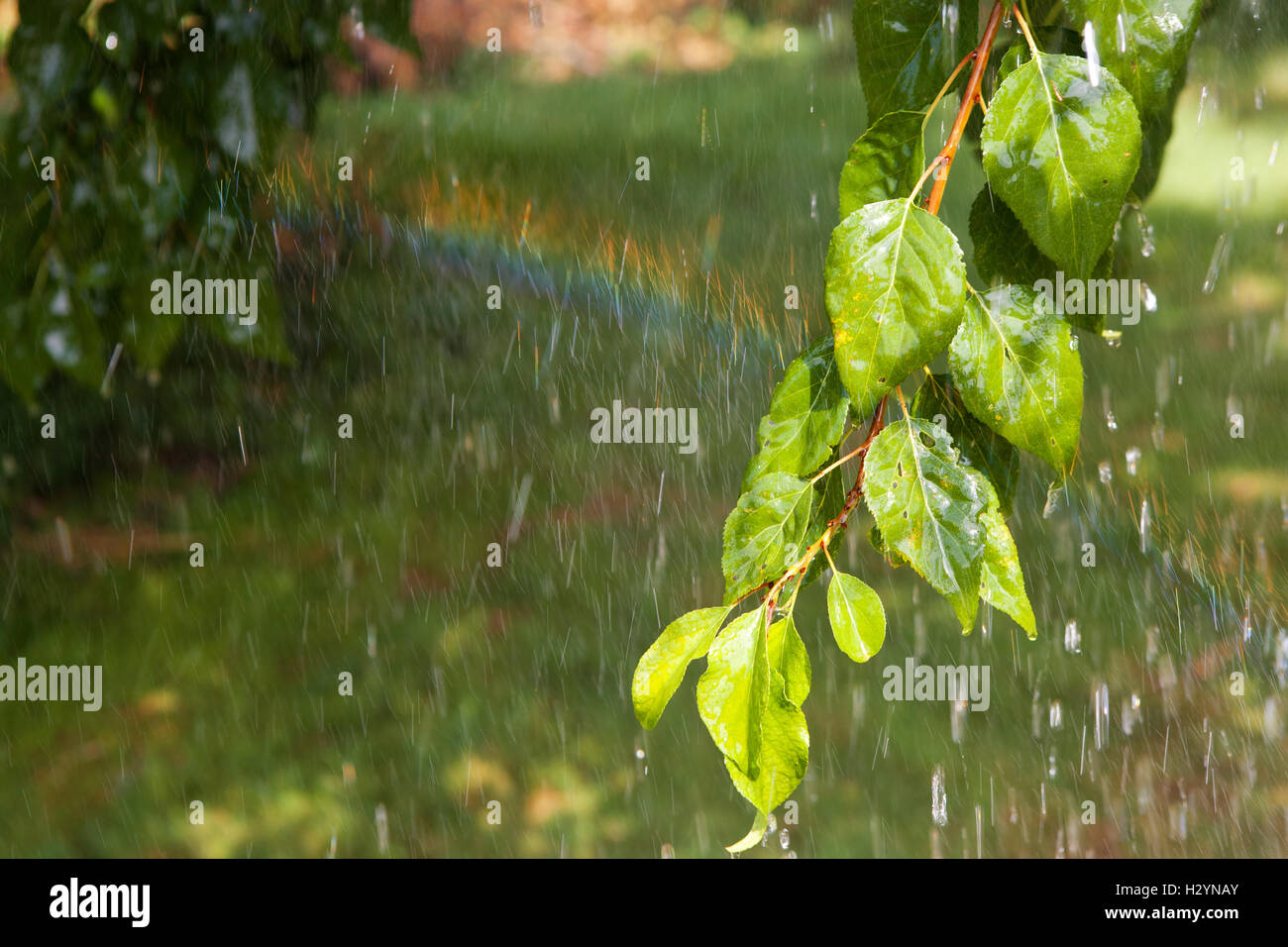 branch of the tree under the rain Stock Photo - Alamy