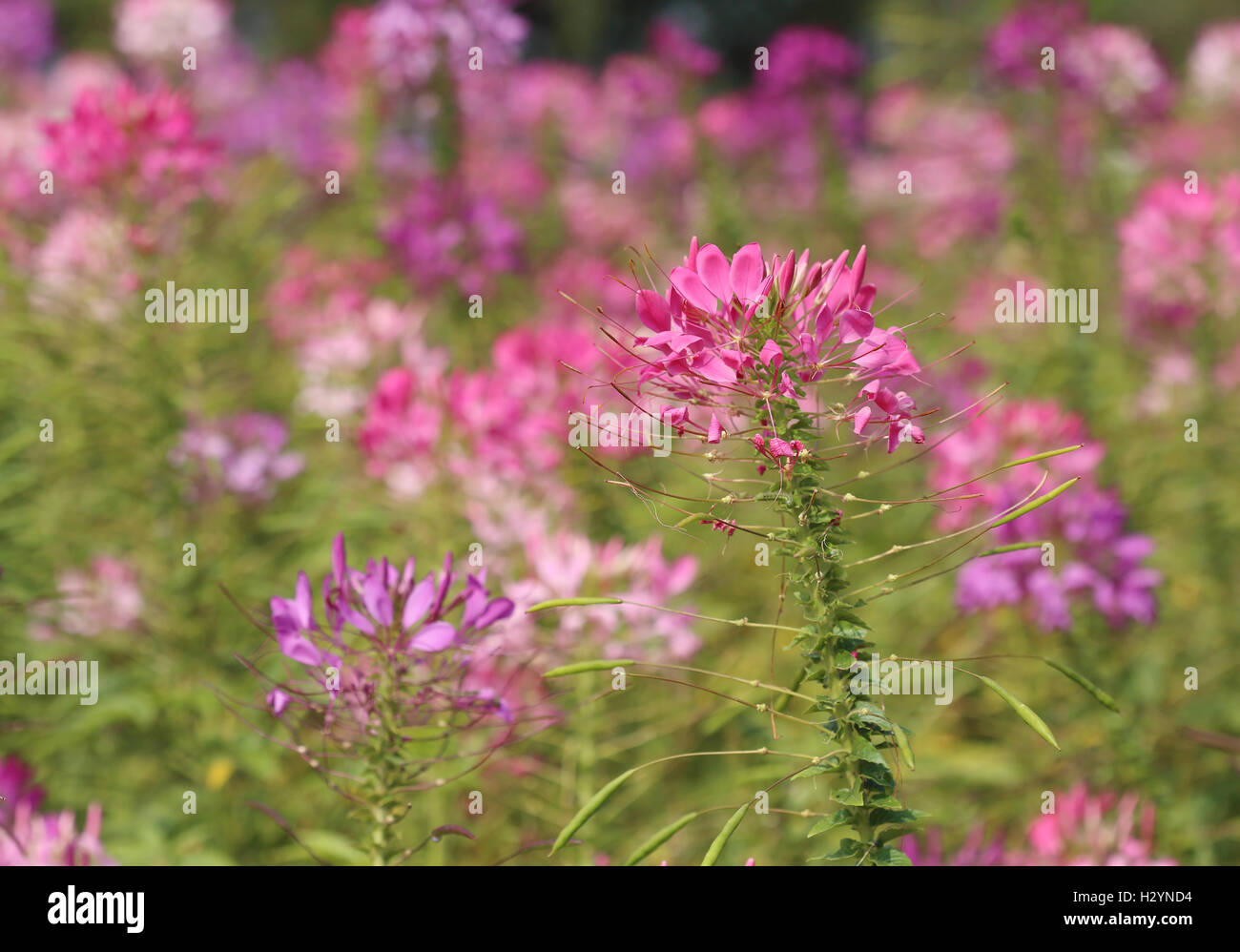 Cleome and cosmos hi-res stock photography and images - Alamy