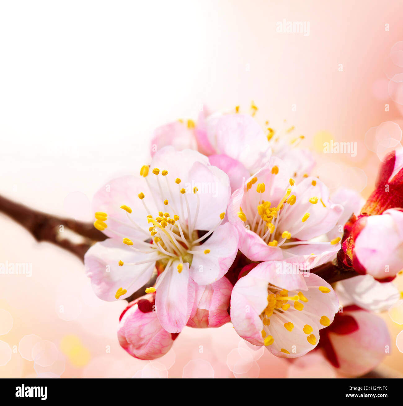 Design orchard hi-res stock photography and images - Alamy