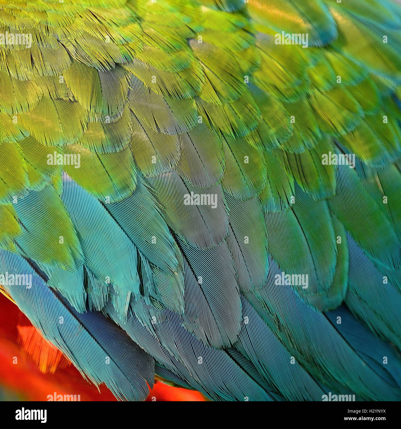 Macaw feathers macro hi-res stock photography and images - Alamy