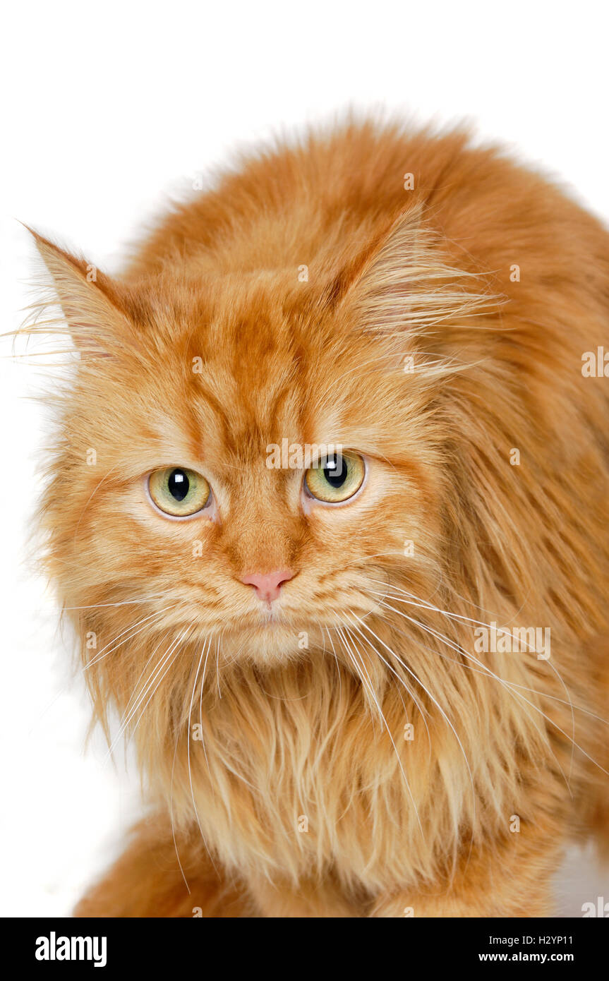 Red cat isolated on white background Stock Photo - Alamy