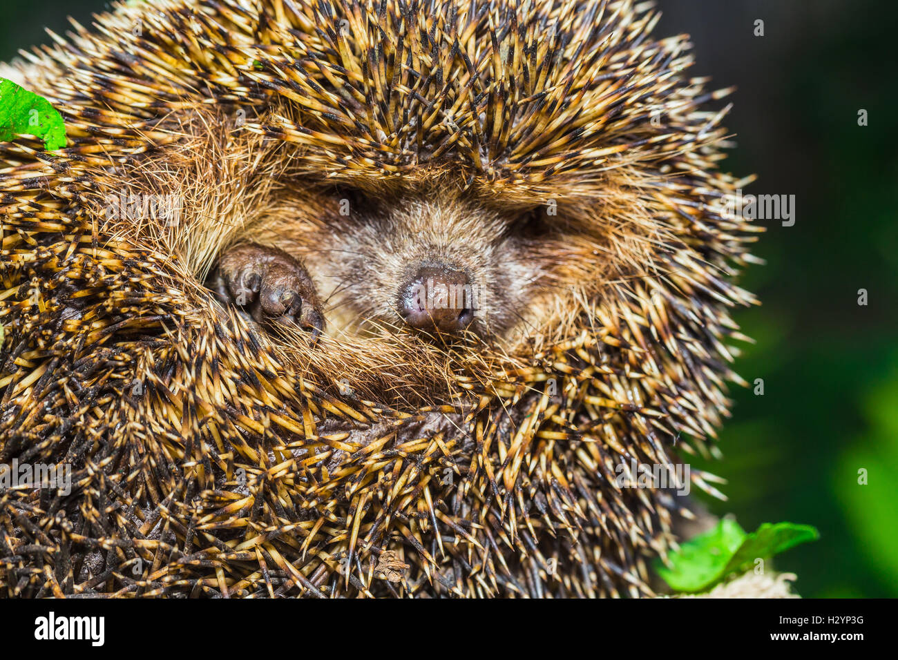 Four-toed young hedgehog, Atelerix albiventris Stock Photo - Alamy