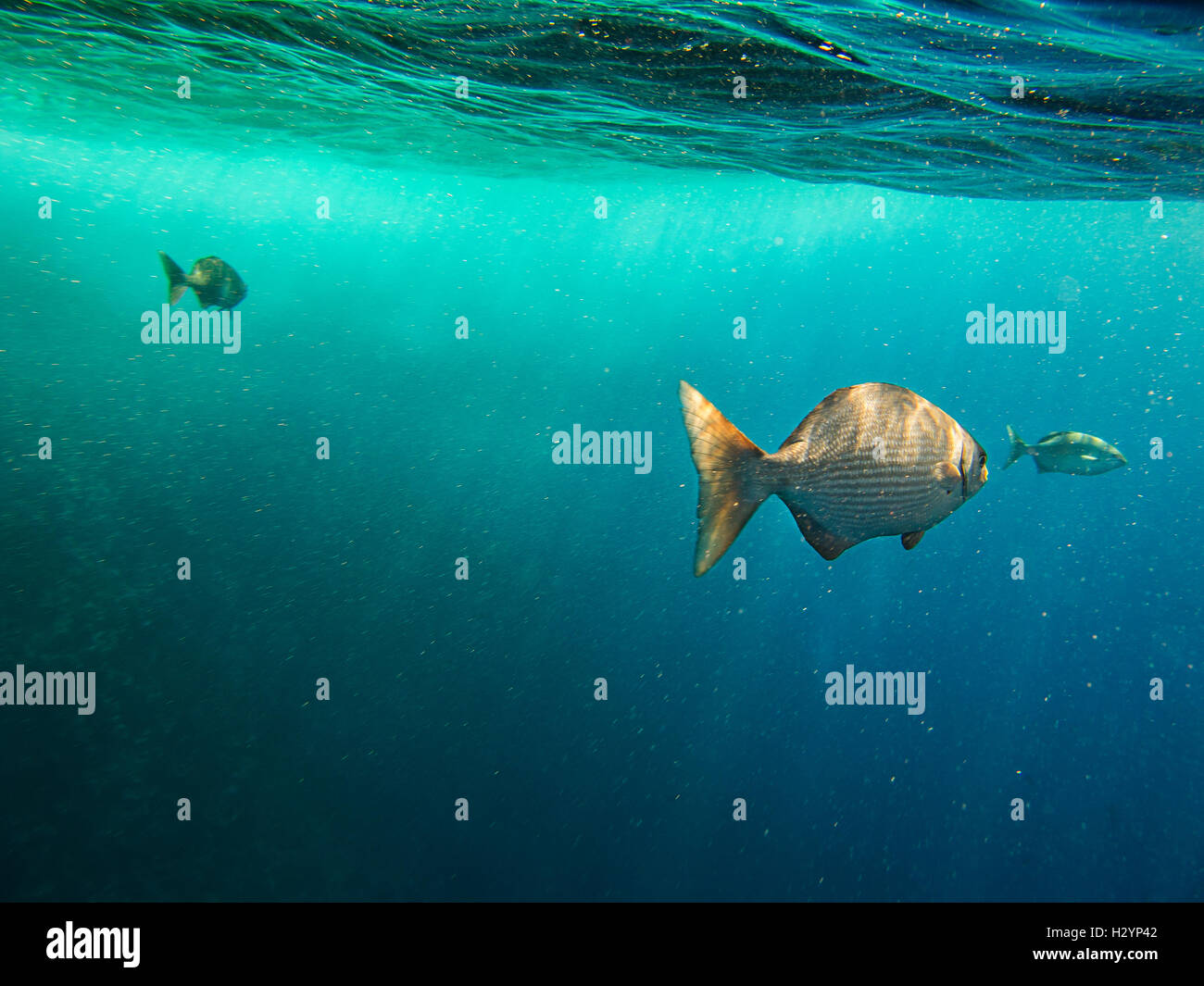 Fish at the surface Stock Photo - Alamy
