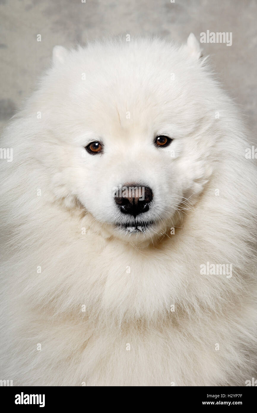 Face of samoyed dog Stock Photo - Alamy