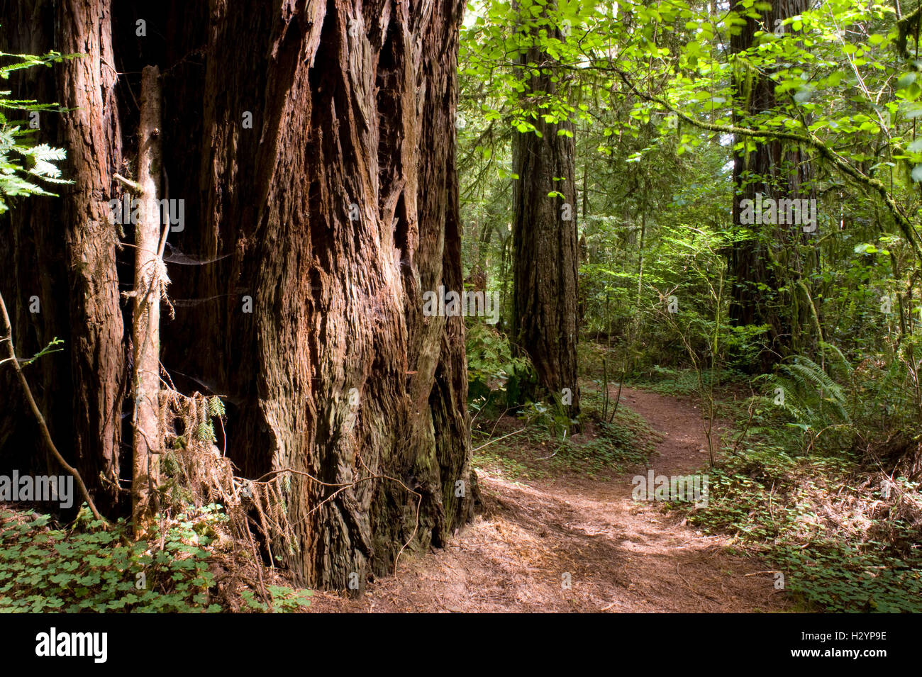 Floor usa path redwood hi-res stock photography and images - Alamy