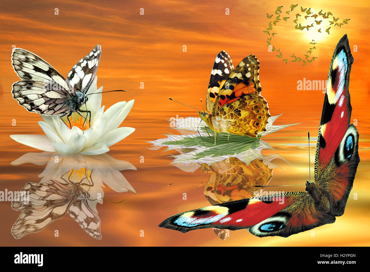 Butterflies at sunset Stock Photo - Alamy