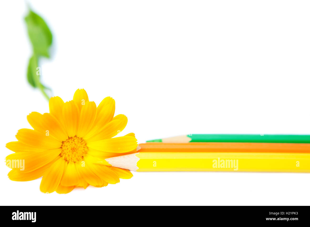 flower with pencils Stock Photo - Alamy