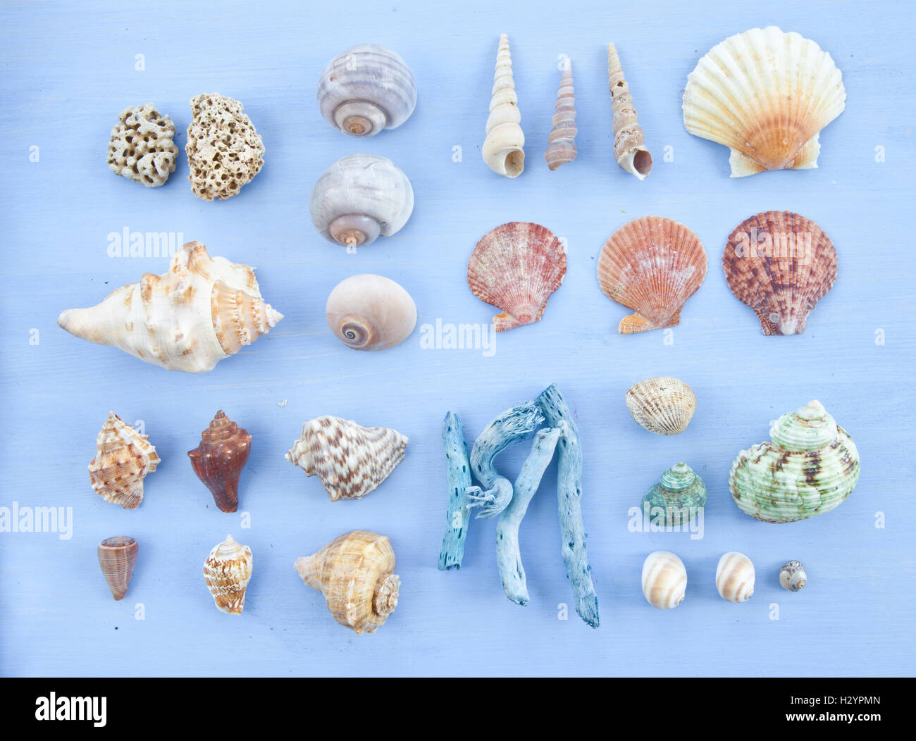 Variety of sea shells Stock Photo - Alamy