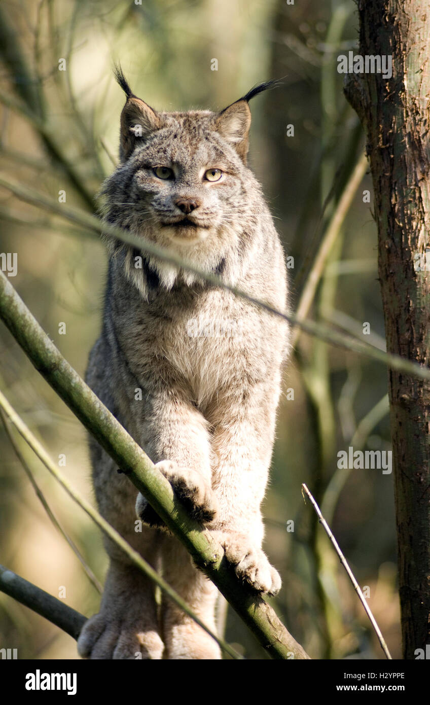 Bobcat hunting prey hi-res stock photography and images - Alamy