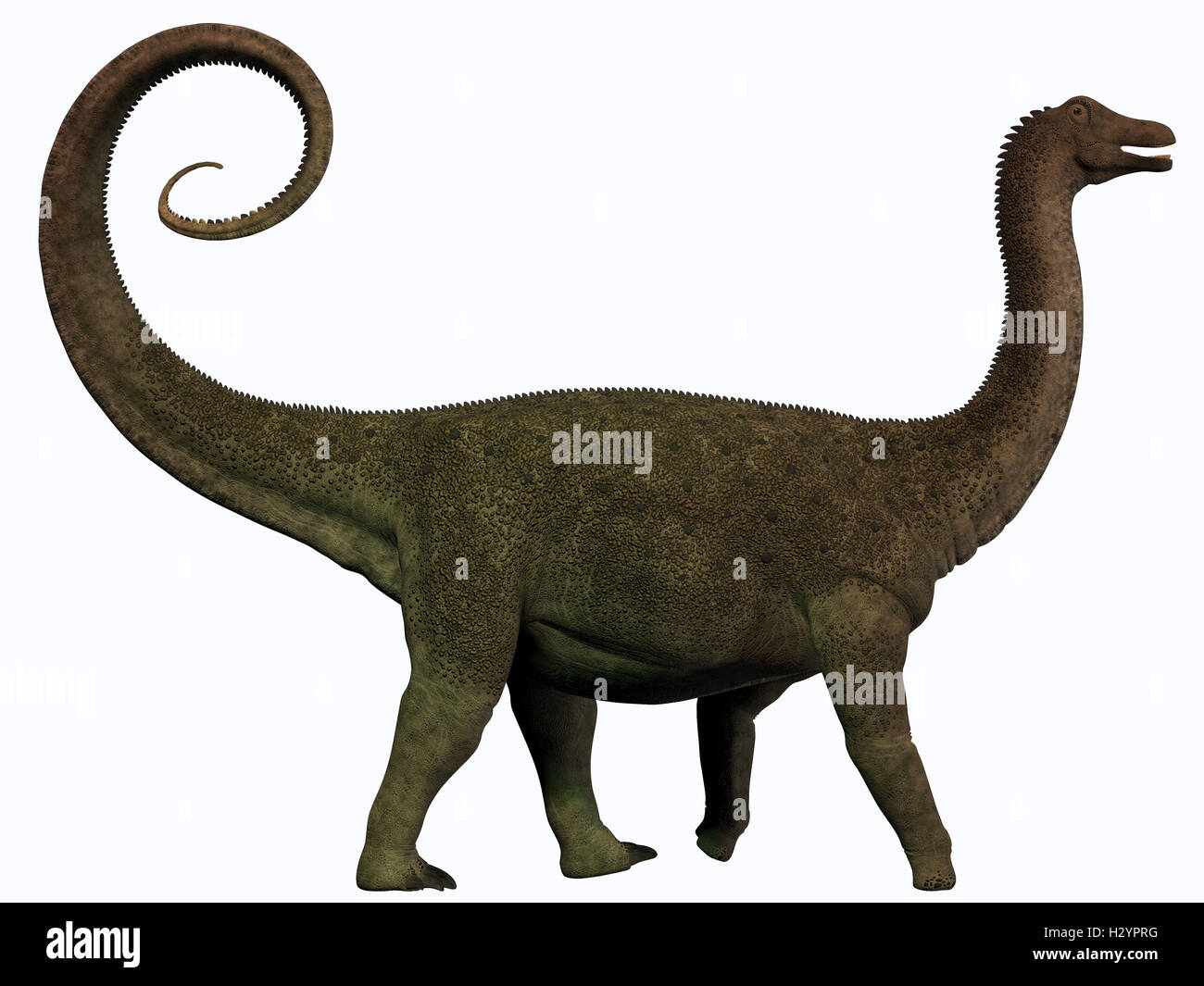 Saltasaurus hi-res stock photography and images - Alamy