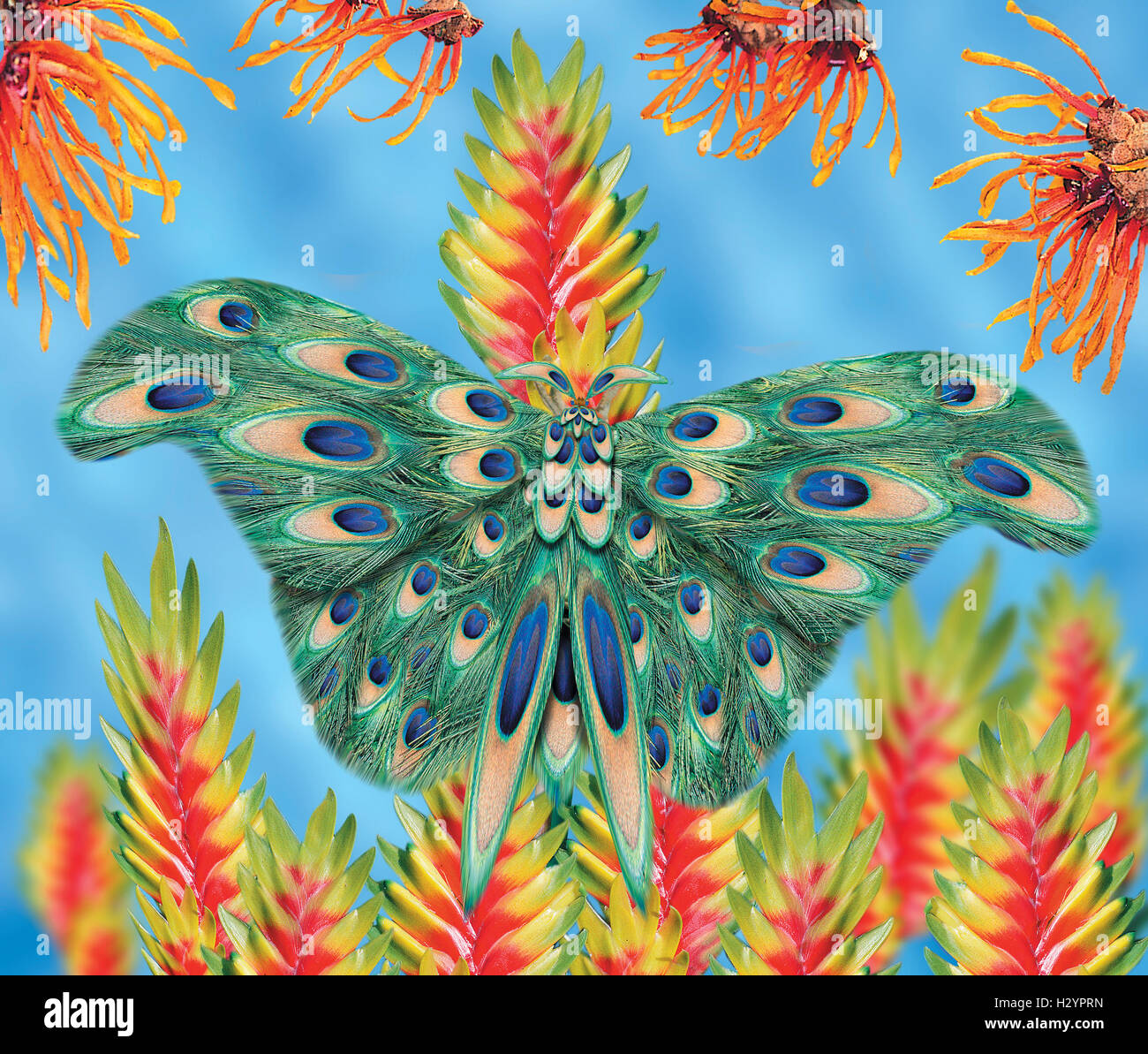 Peacock moth feathers laid over a atlas moth on computer Stock Photo ...