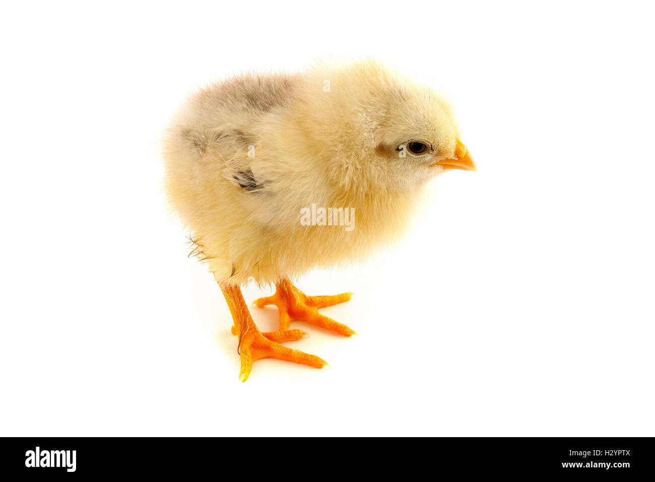 The yellow chick on a white background Stock Photo - Alamy