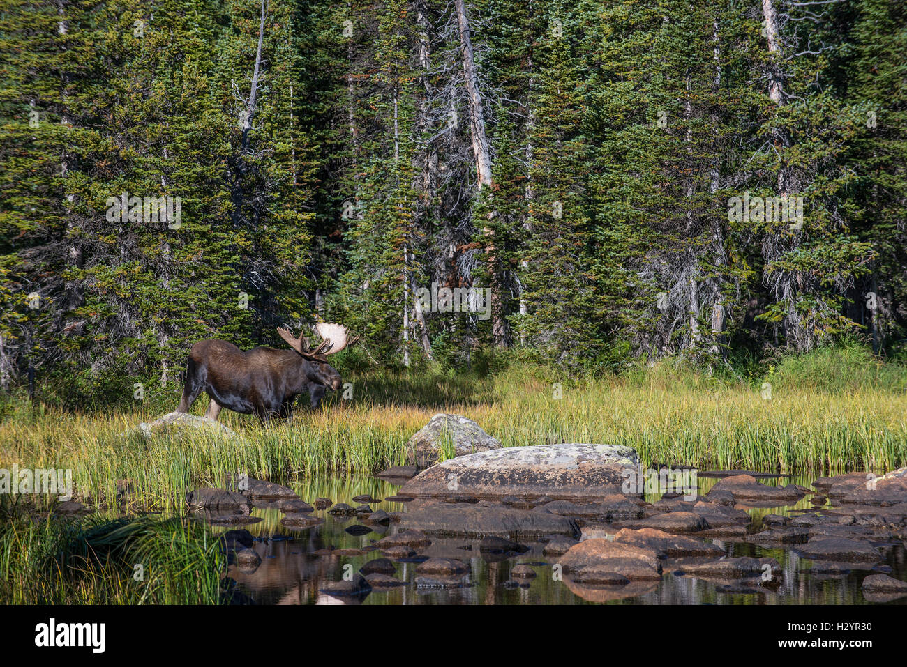 Bull Moose (Alces alces) foraging for food along edge of pond, Indian ...