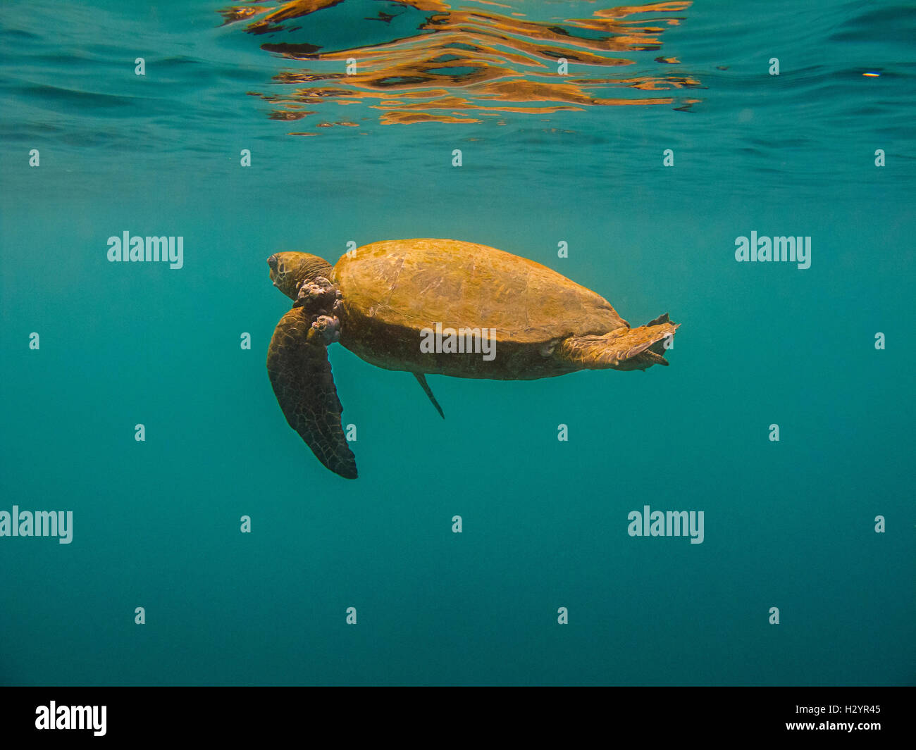 Green sea turtle Stock Photo - Alamy