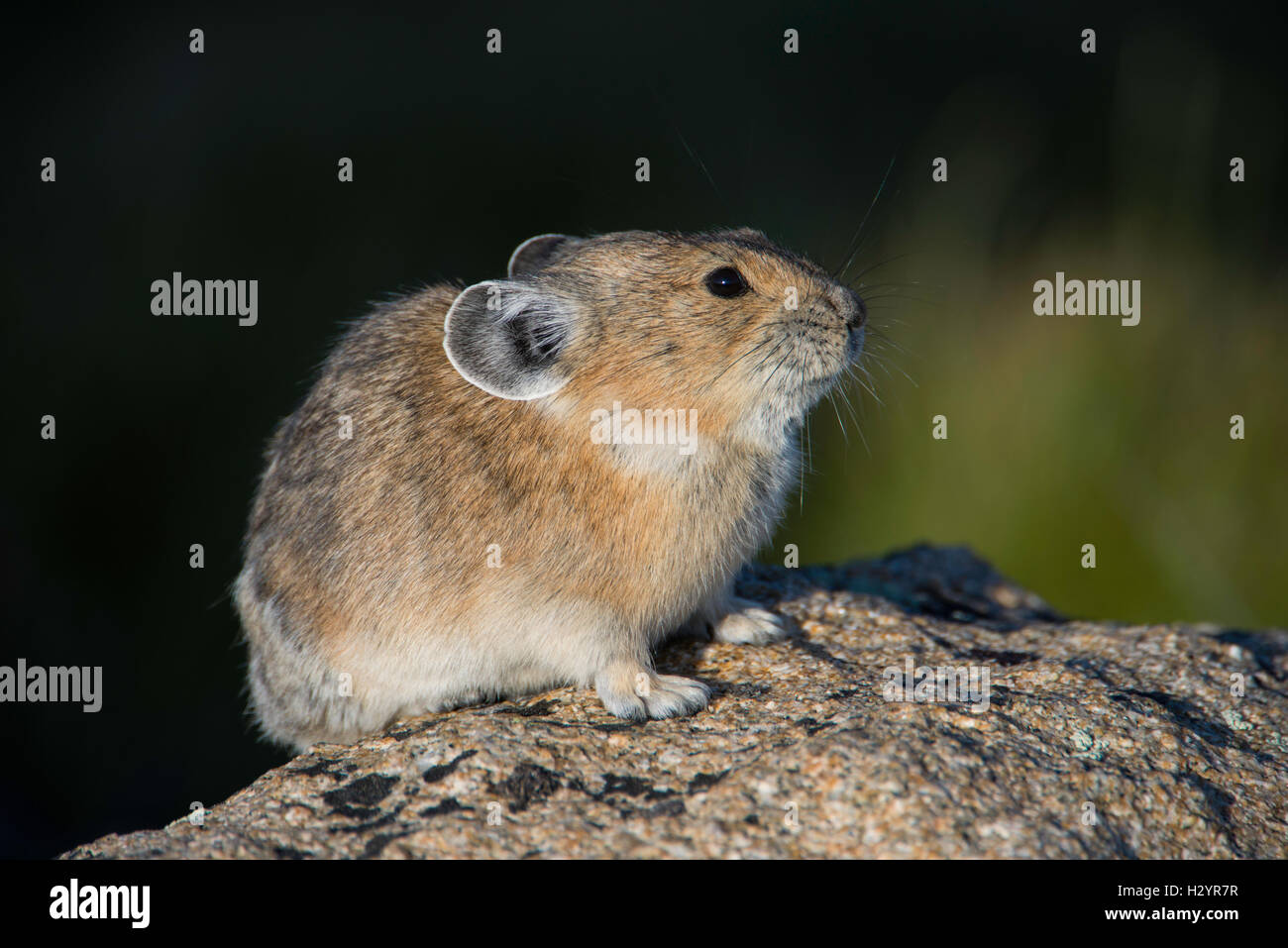 American Pika, Pica, (Ochotona princeps) perched on rock, alpine zone ...