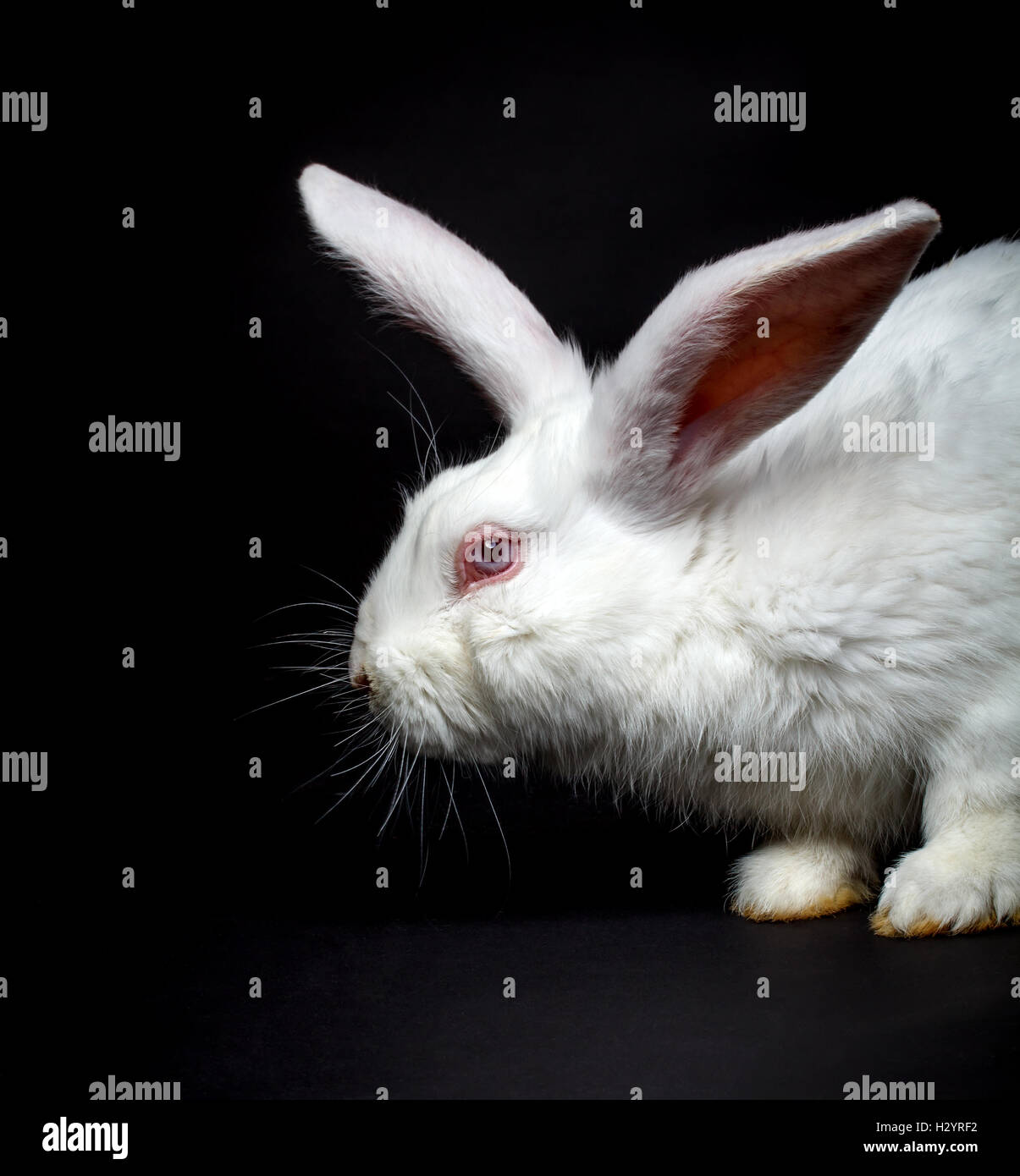 White fluffy rabbit Stock Photo - Alamy